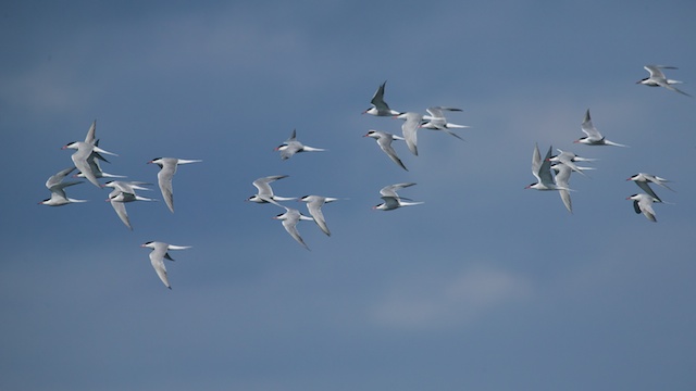 Where do our summer visitors go in the winter? 3. Terns – Sealife ...